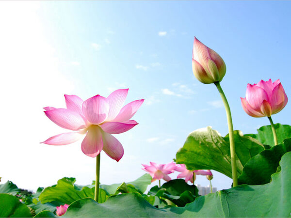 Download File Vector Background Hoa Sen, Link Google Drive