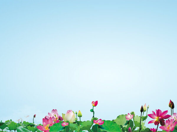 Download File Vector Background Hoa Sen, Link Google Drive