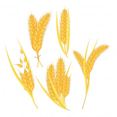 Download File Bông Lúa Vector, Link Google Drive