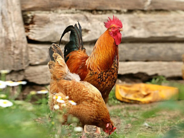 Download File Con Gà Vector Đẹp, Link GG Drive