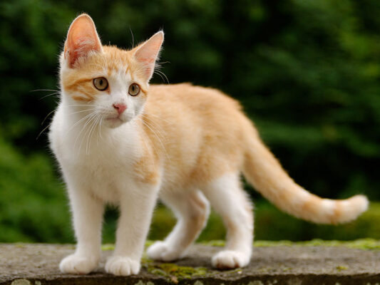 Download File Con Mèo Vector Đẹp, Link GG Drive