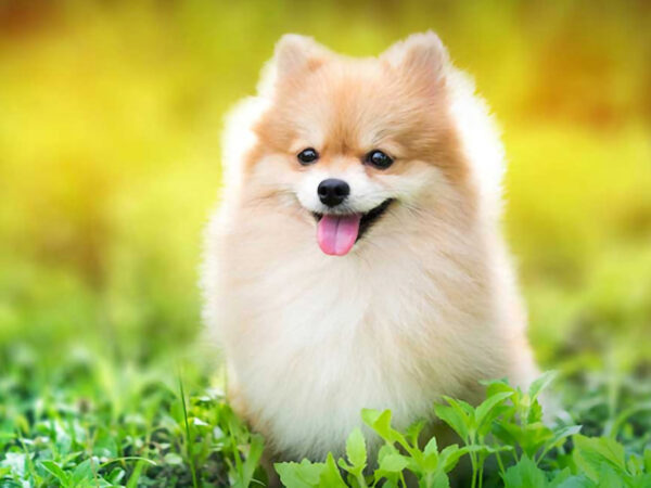 Tải File Con Chó Vector Nhanh Chóng, Link Google Drive