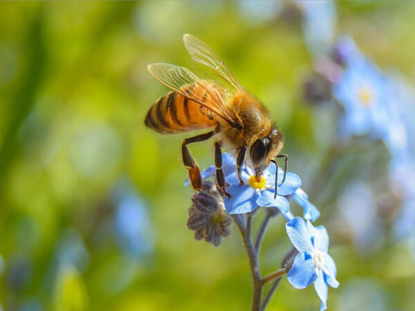 Tải File Con Ong Vector Miễn Phí, Link GG Drive