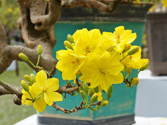 Tải 20+ Mẫu Hoa Mai Vector Miễn Phí, Link GG Drive