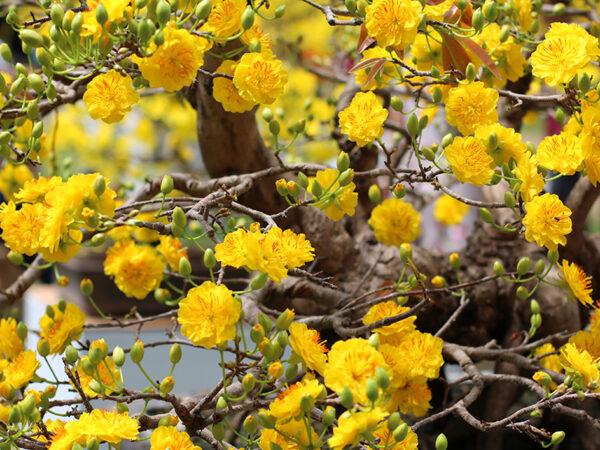 Tải 20+ Mẫu Hoa Mai Vector Miễn Phí, Link GG Drive