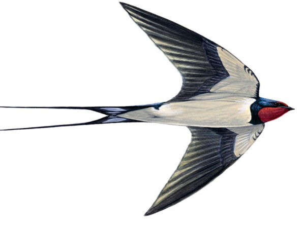 Tải 10+ Mẫu Chim Én Vector Đẹp, Tải Nhanh, Link GG Drive