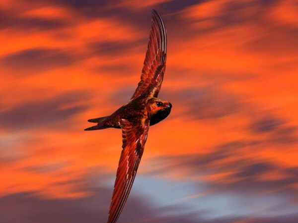 Tải 10+ Mẫu Chim Én Vector Đẹp, Tải Nhanh, Link GG Drive