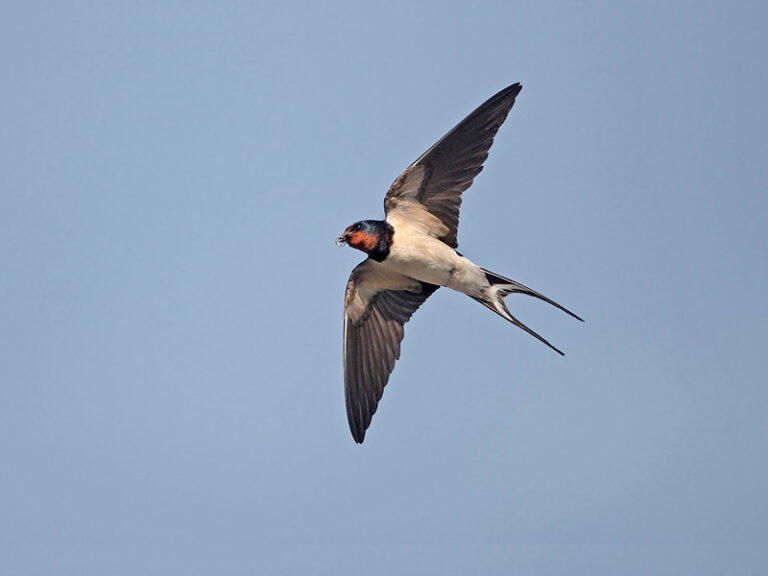 Tải 10+ Mẫu Chim Én Vector Đẹp, Tải Nhanh, Link GG Drive