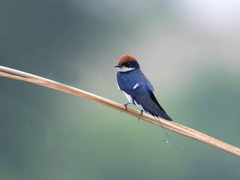 Tải 10+ Mẫu Chim Én Vector Đẹp, Tải Nhanh, Link GG Drive