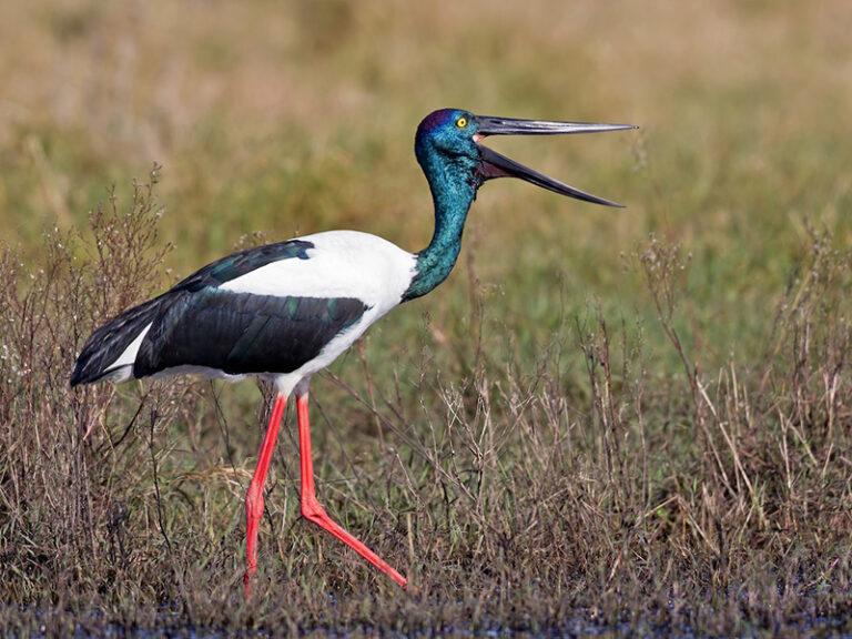 Download 10+ Mẫu Chim Hạc Vector Đẹp, Link GG Drive