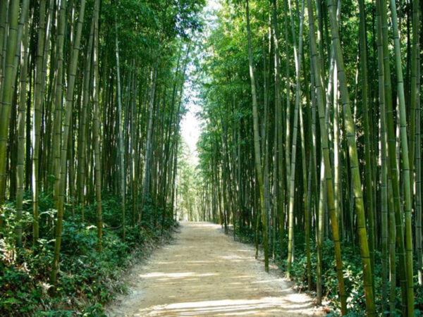 Tải 10+ Mẫu Cây Tre Vector Miễn Phí, Link GG Drive