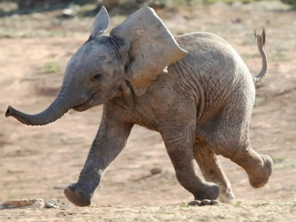 Tải 10+ Mẫu Con Voi Vector Miễn Phí, Link GG Drive