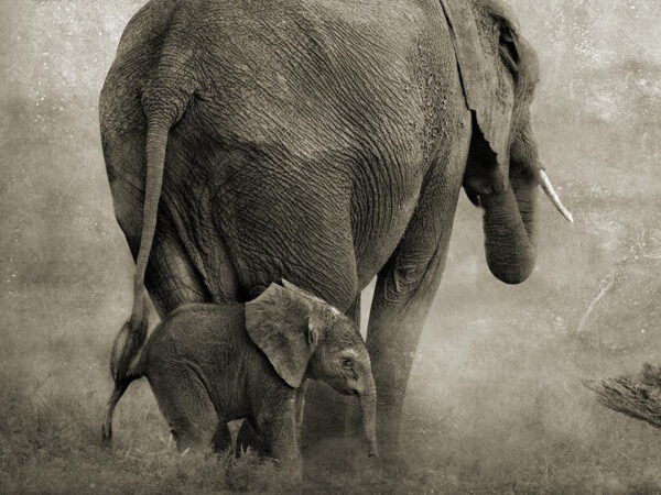 Tải 10+ Mẫu Con Voi Vector Miễn Phí, Link GG Drive