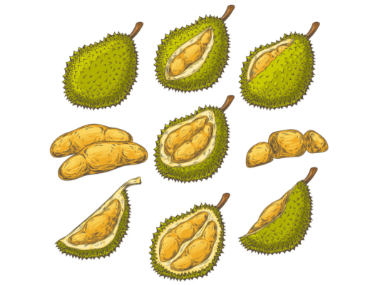 Download 10+ Mẫu Sầu Riêng Vector - Link Google Drive