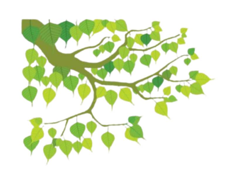 Tải 10+ Mẫu Lá Bồ Đề Vector Đẹp - Link Google Drive