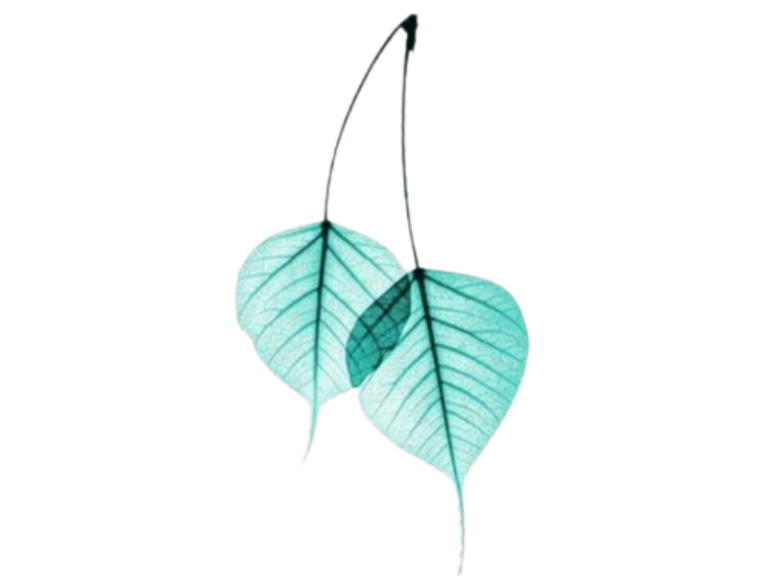 Tải 10+ Mẫu Lá Bồ Đề Vector Đẹp - Link Google Drive